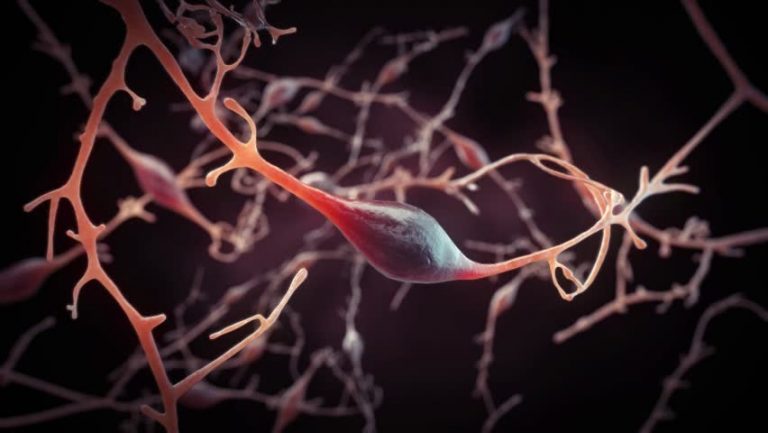 10 Interesting Facts About Your Nervous System - Recovering The Self