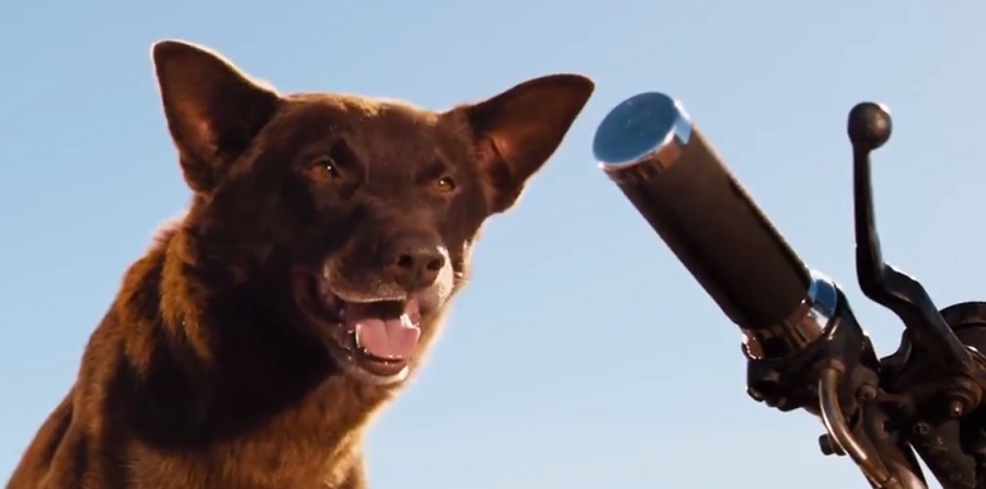 Red Dog (2011) – Recovering The Self